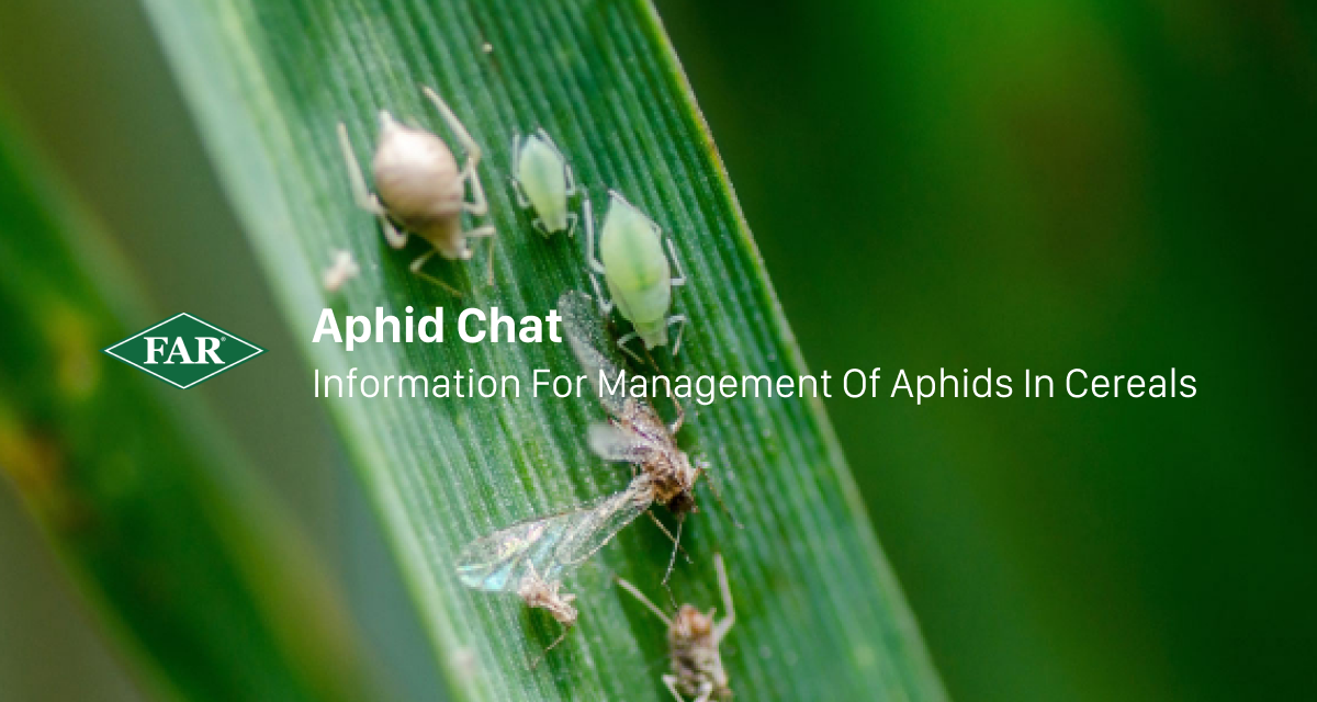 Aphid Chat » Aphid Chat